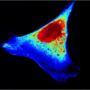 Biomedical | NUS Physics