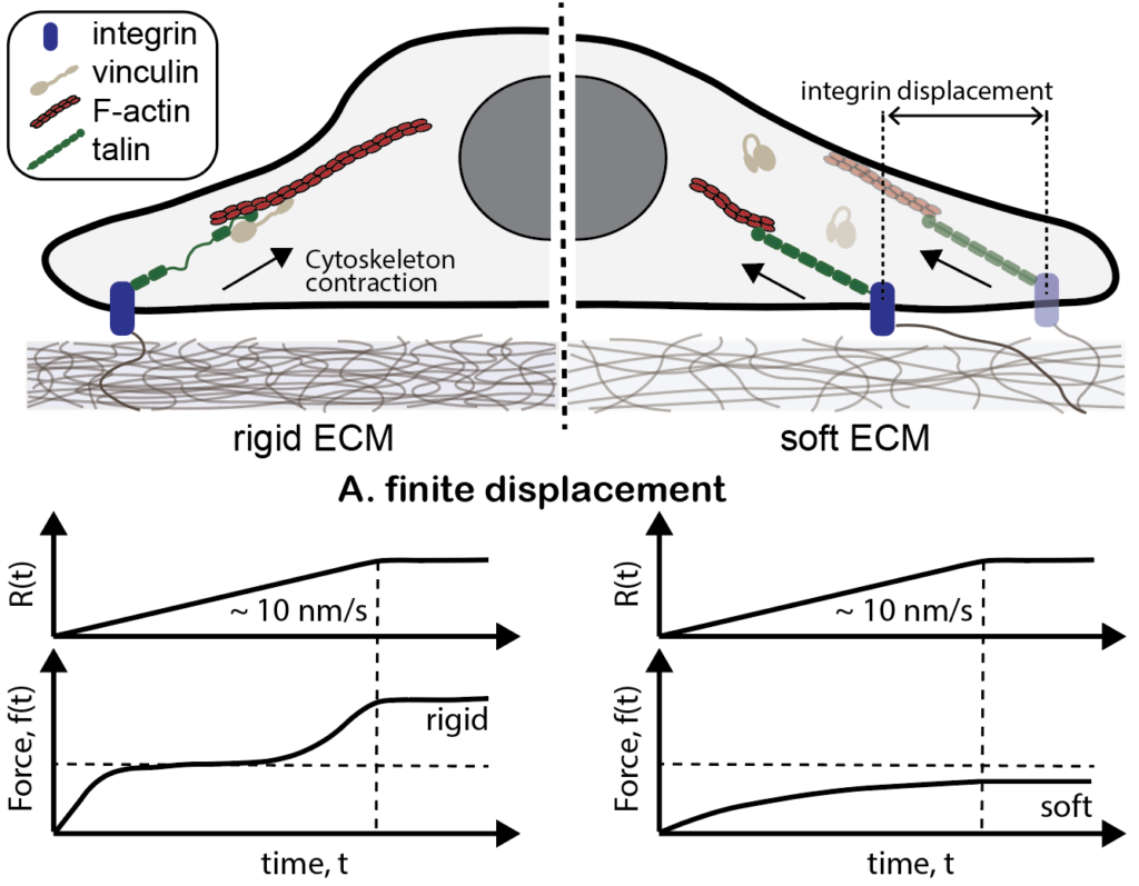 Unraveling the Dual-Mode Impact on Tension Gauge Tethers’ Mechanical ...